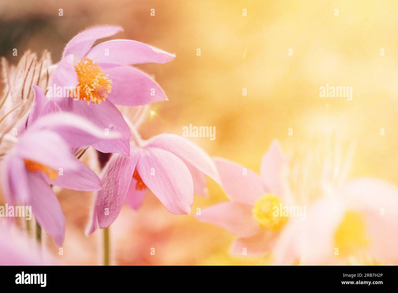 Beautiful Wild Spring Flowers in sunlight sunbeam flare. Flowering ...