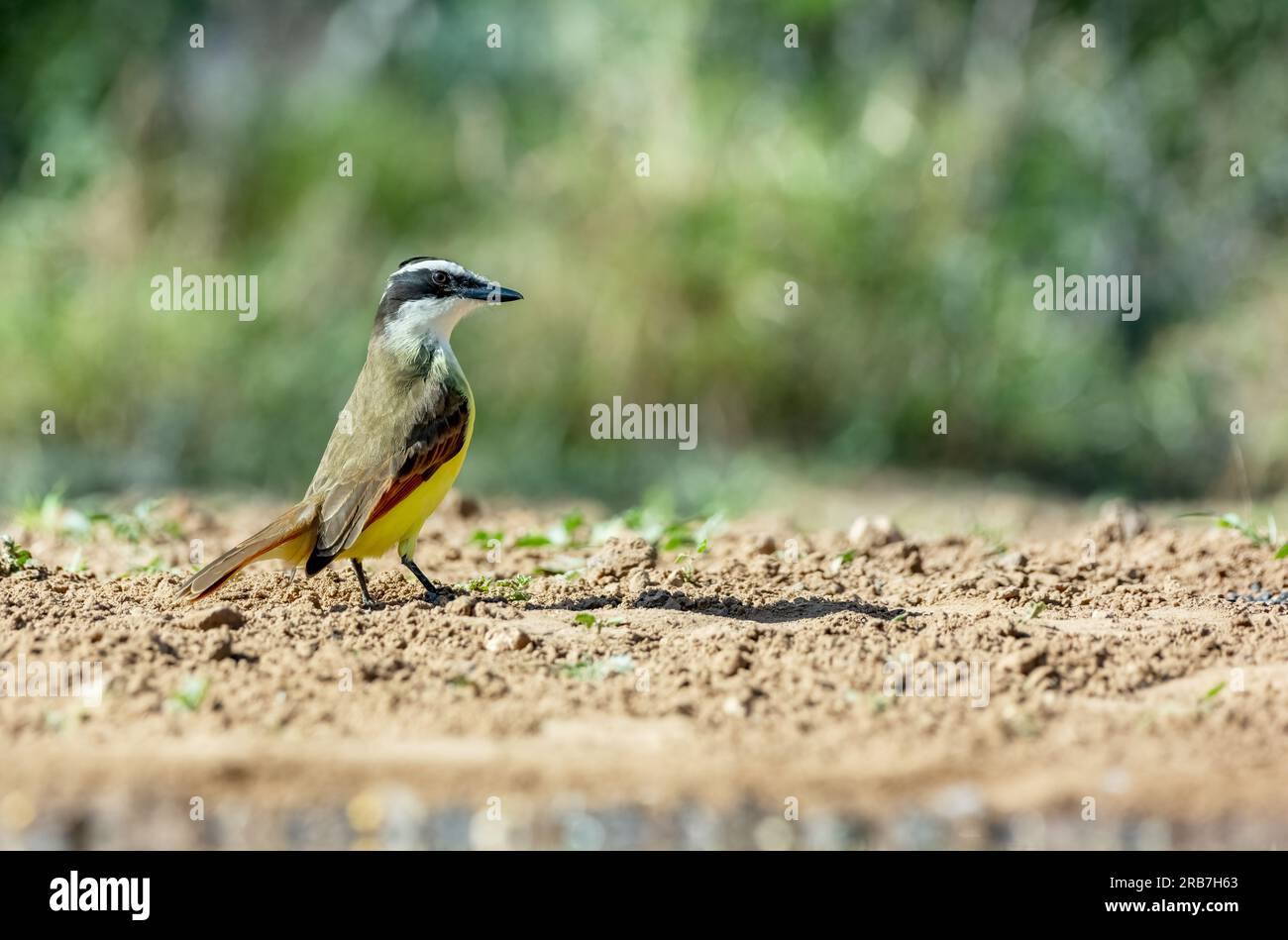 Great kiskadee, Pitangus sulphuratus Stock Photo - Alamy