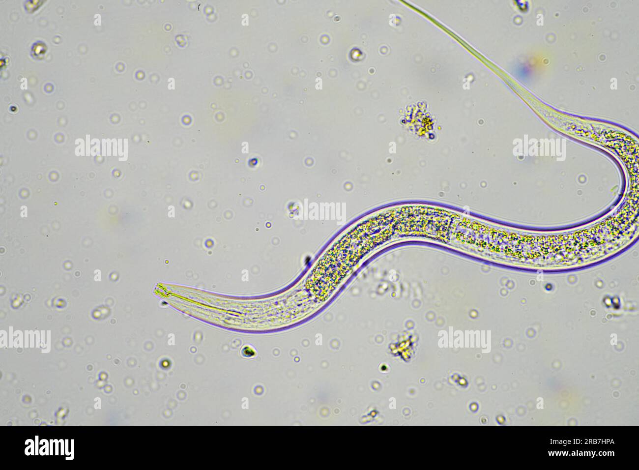 microorganisms and soil biology, with nematodes and fungi under the ...