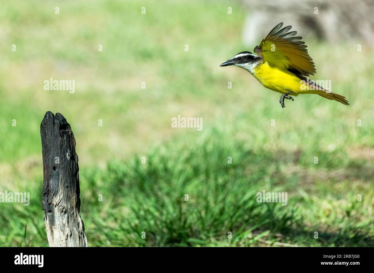 Great kiskadee, Pitangus sulphuratus Stock Photo - Alamy