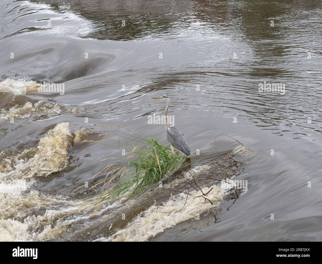 Whitesands caul hi-res stock photography and images - Alamy