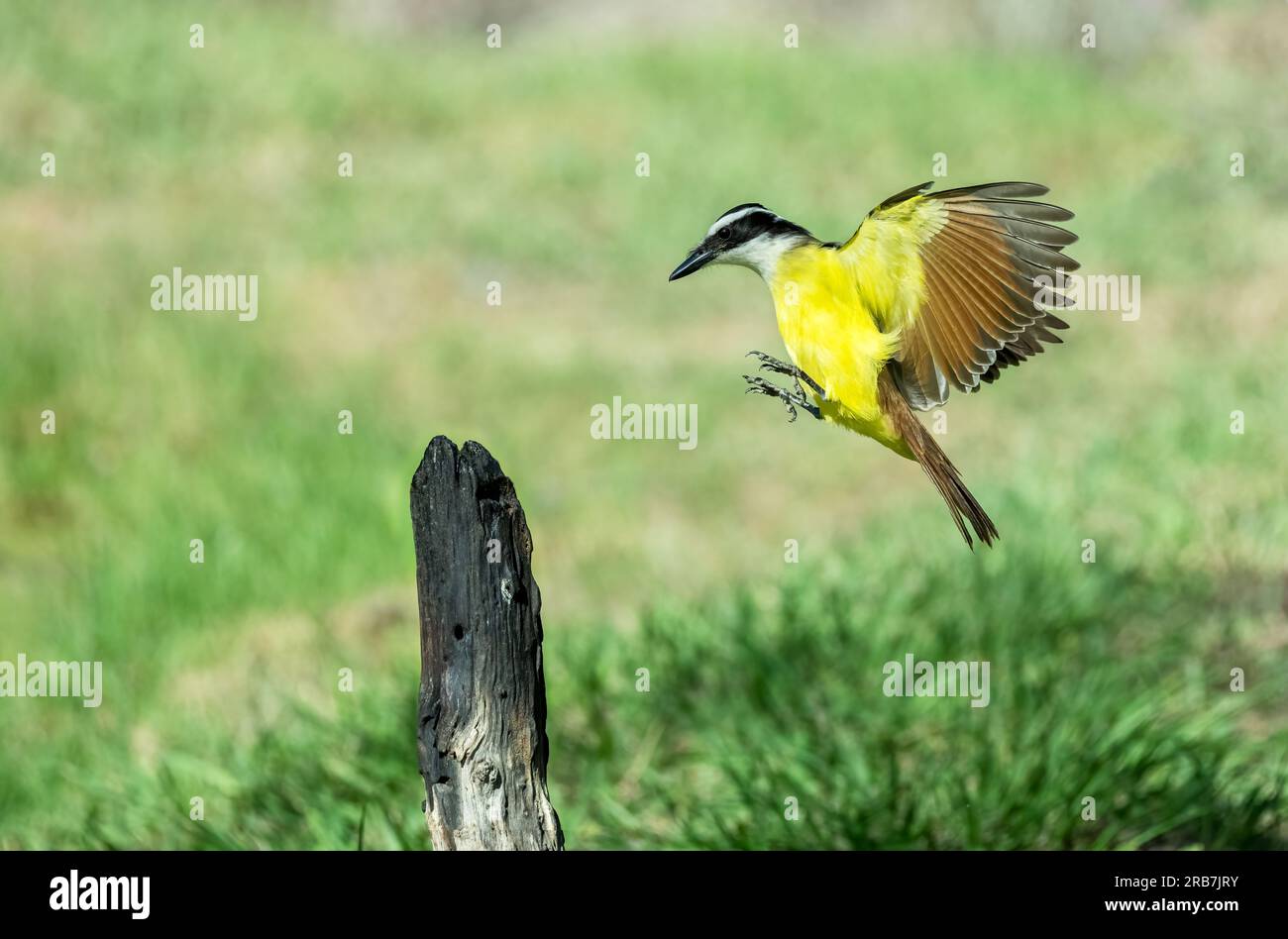 Great kiskadee, Pitangus sulphuratus Stock Photo - Alamy