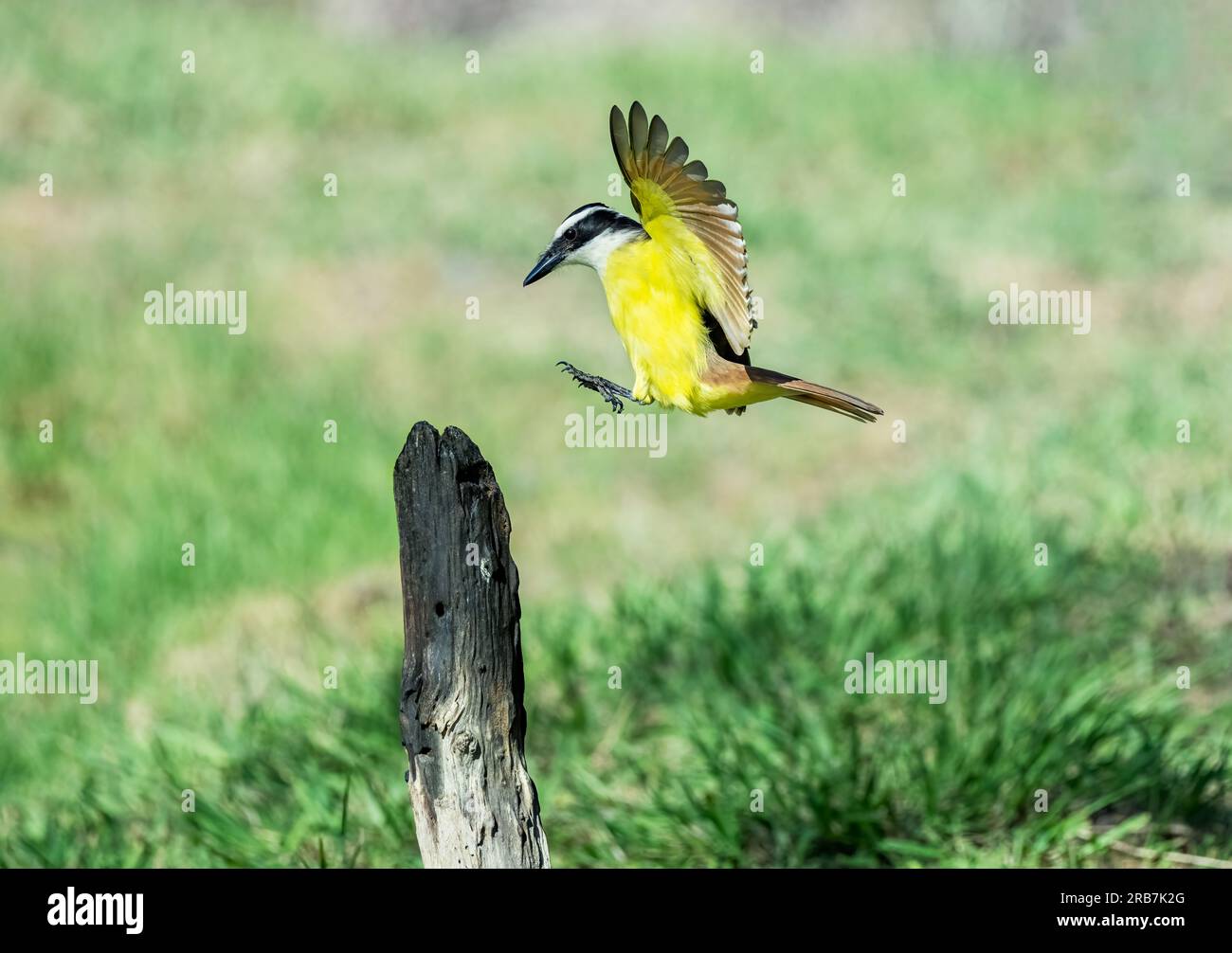 Great kiskadee, Pitangus sulphuratus Stock Photo - Alamy