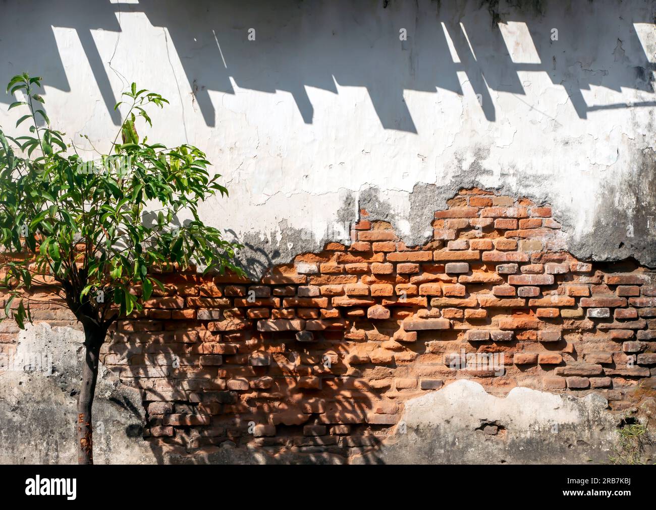 Old, demage and vintage brick wall texture with a green plant for ...