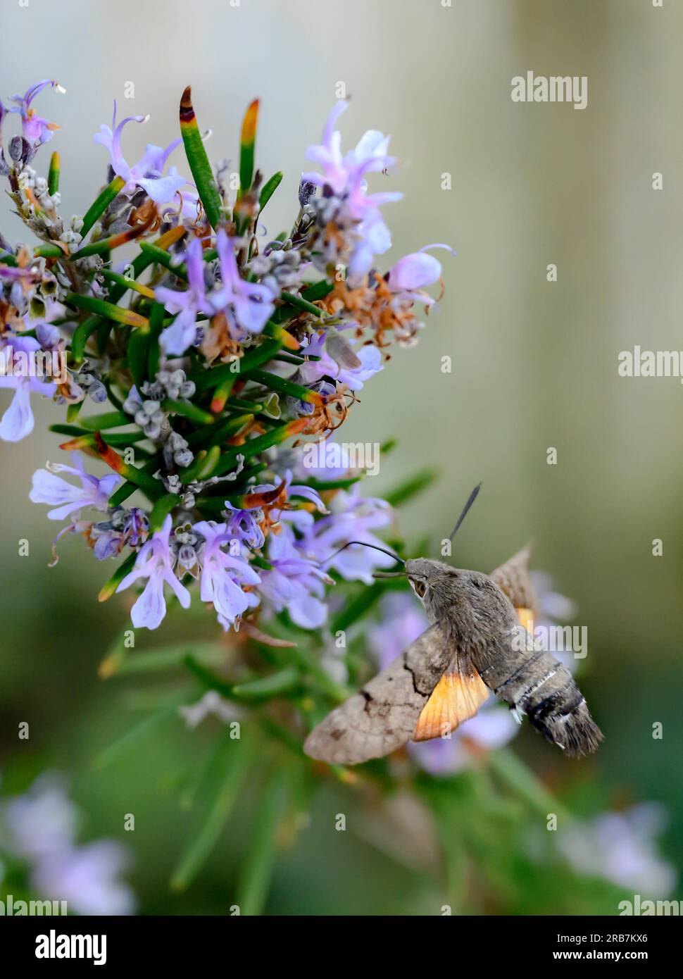 A Hawk Moth (Hummingbird) hovers over a lilac flower and drinks nectar ...