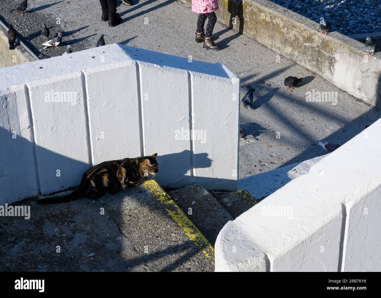 Cat hunts pigeons, hiding in ambush Stock Photo - Alamy