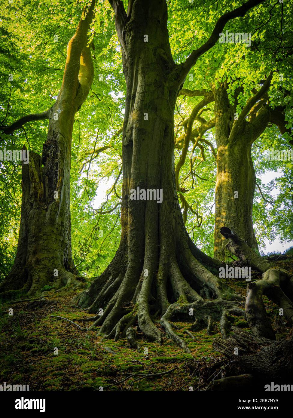 Woodland scene of a trio of trees Stock Photo - Alamy