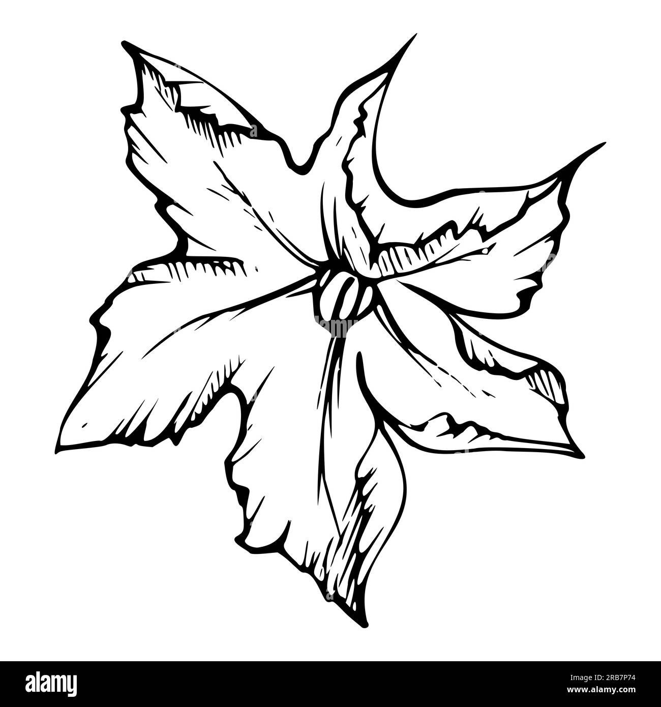 Hand drawn ink vector pumpkin squash leaf, flower. Sketch illustration ...
