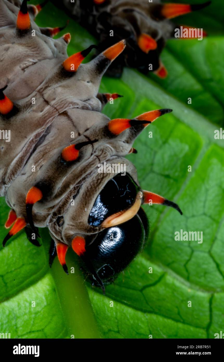 Cairns Birdwing Butterfly, Ornithoptera euphorion, caterpillar, Malanda ...