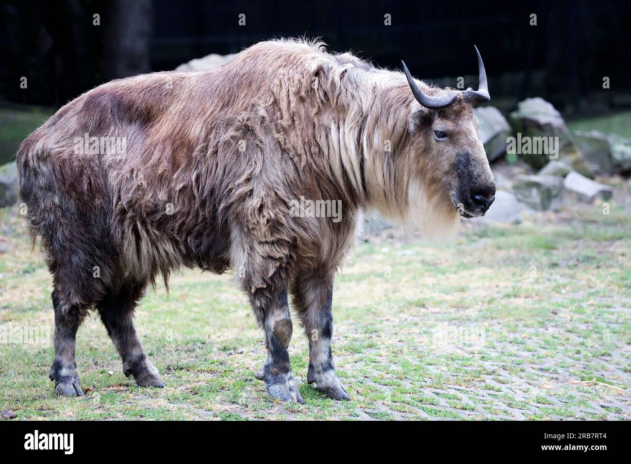 Takin in a clearing in the wild Stock Photo - Alamy