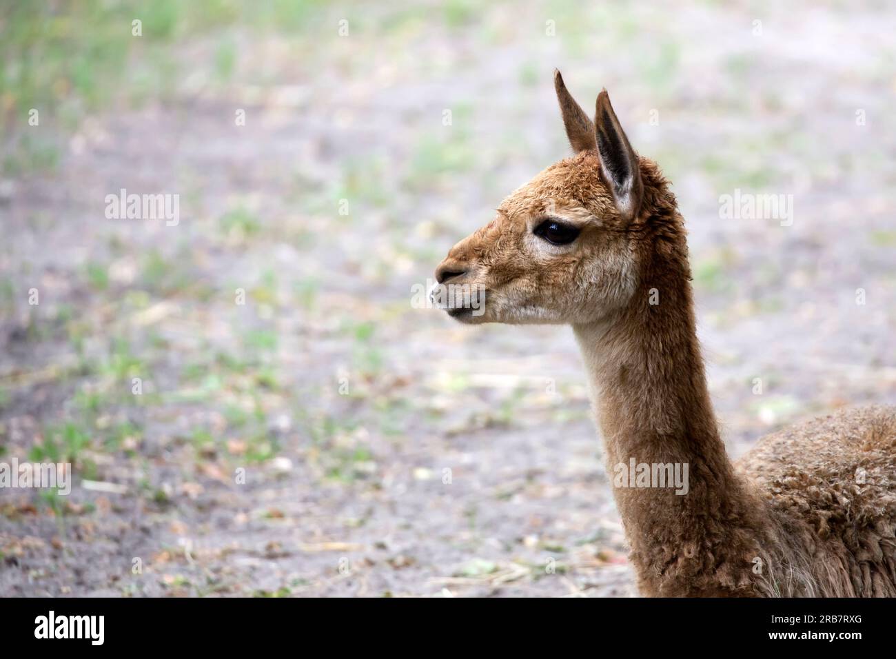 Lama in a clearing a portrait Stock Photo - Alamy