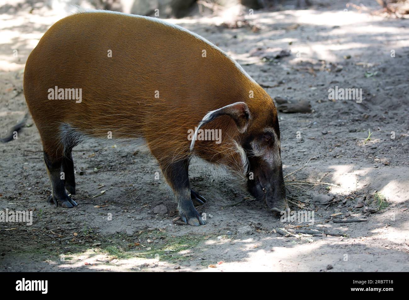 Red river hog in the glade in the wild Stock Photo - Alamy