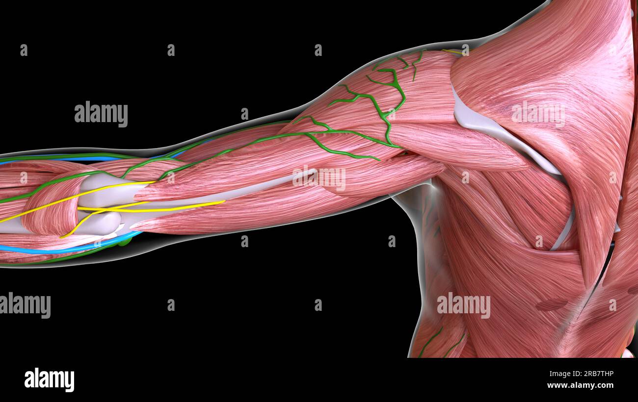 arm muscle anatomy for medical concept 3d illustration Stock Photo - Alamy