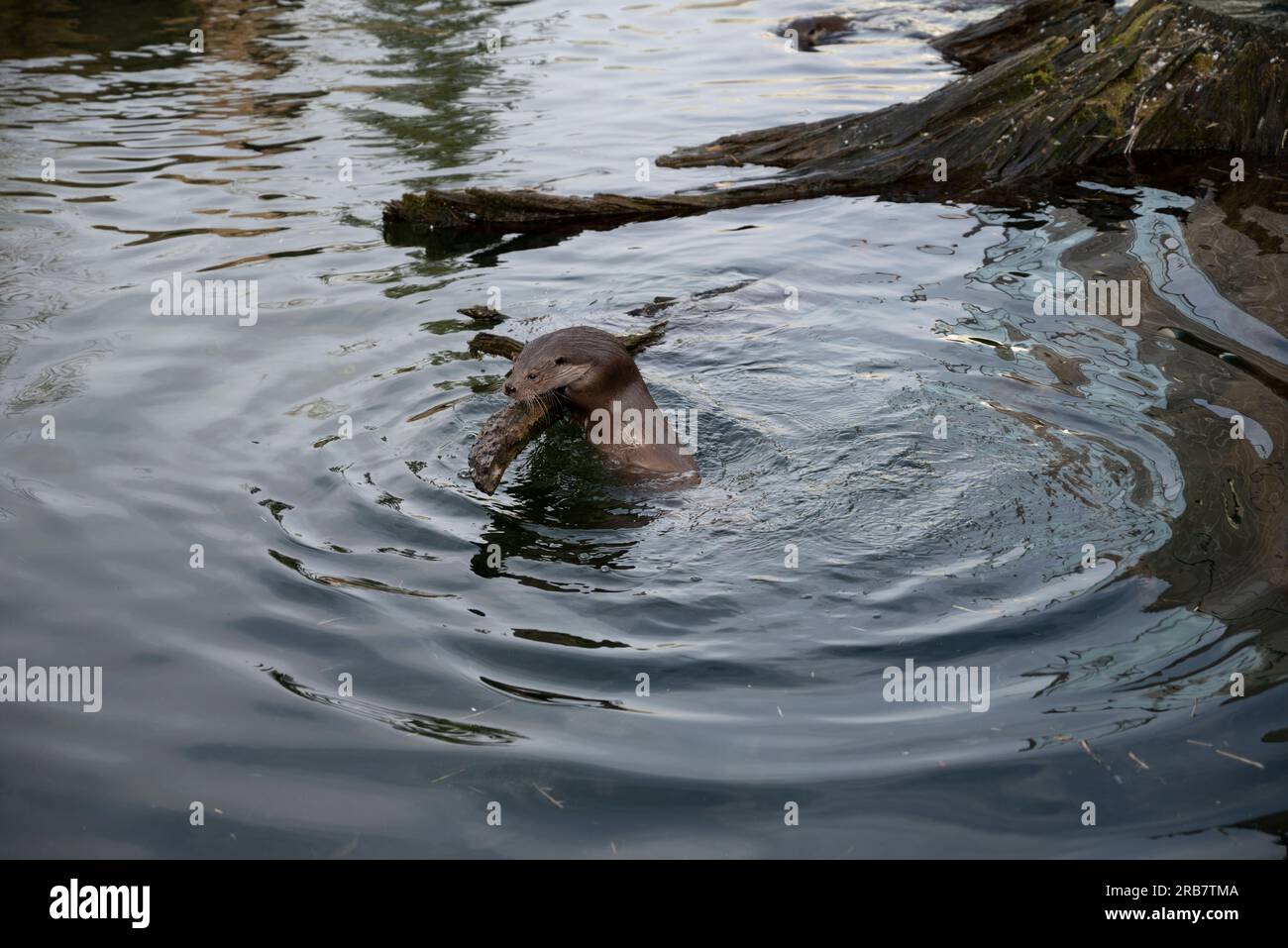 Aqua dyrepark hi-res stock photography and images - Alamy