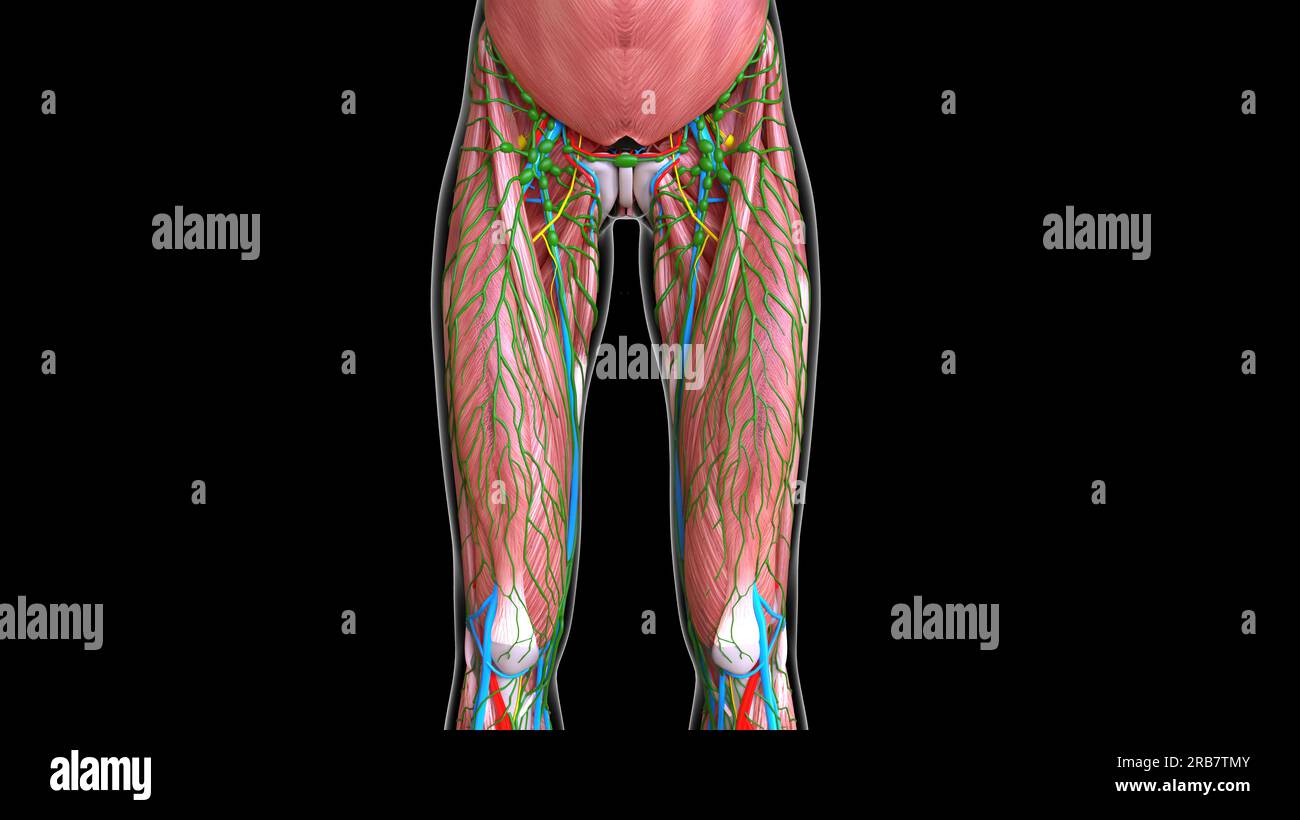 female leg muscles anatomy with lymph nodes for medical concept 3d ...