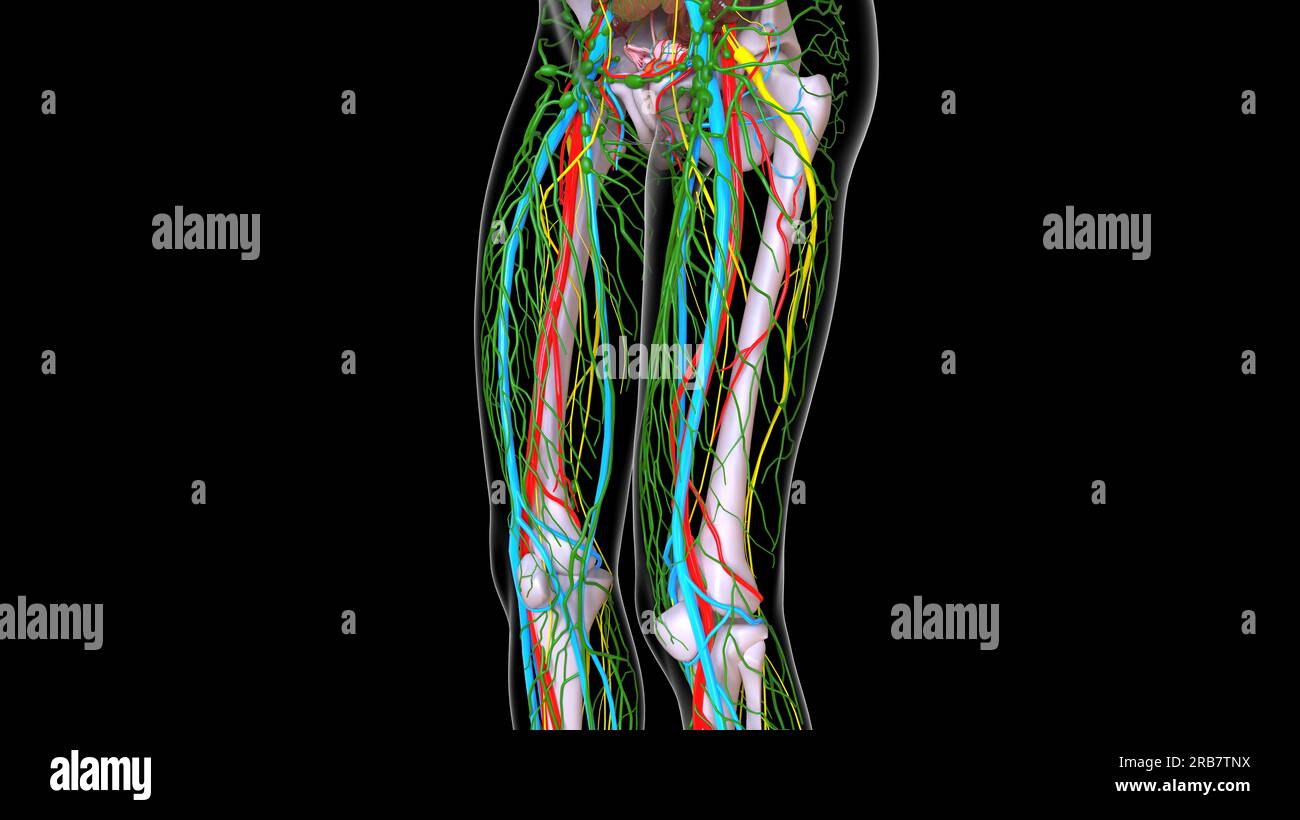 human leg skeleton anatomy with arteries veins nerves and lymph nodes ...