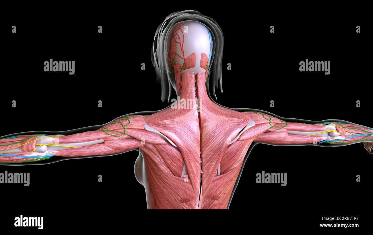 female muscles in upper body muscles anatomy for 3d illustration Stock ...
