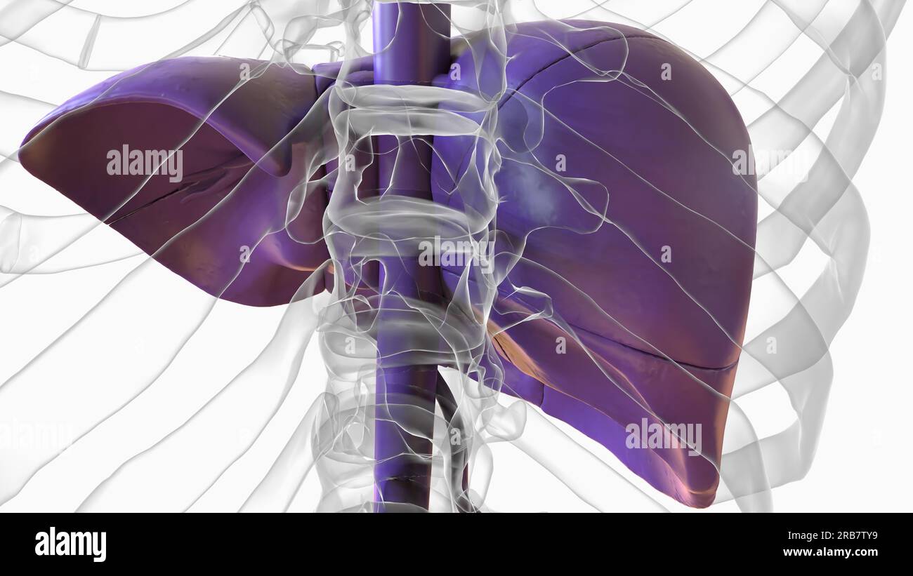 Liver human digestive anatomy for medical concept 3D illustration Stock ...