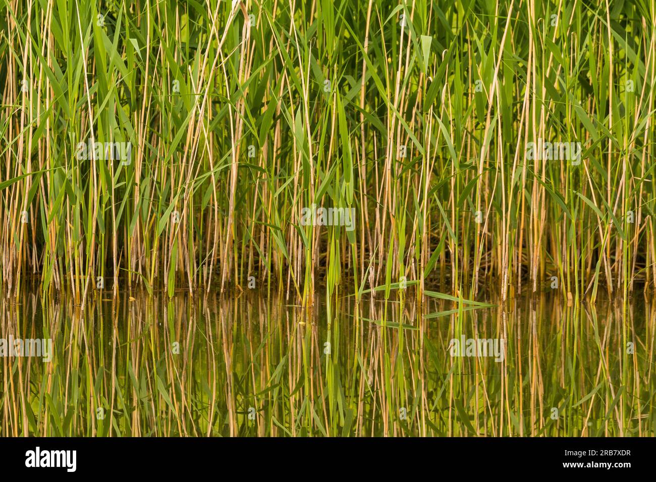 The common reed, is a species of flowering plant in the grass family ...