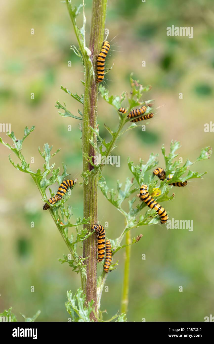 Cinnabar moth caterpillars (Tyria jacobaeae), black and yellow striped ...
