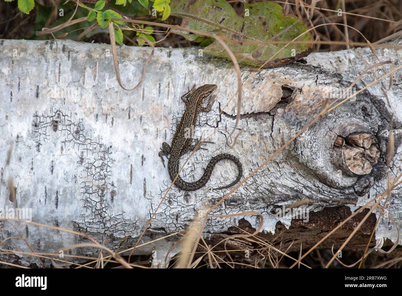 Common lizard (Zootoca vivipara, vivparous lizard), reptile basking on ...