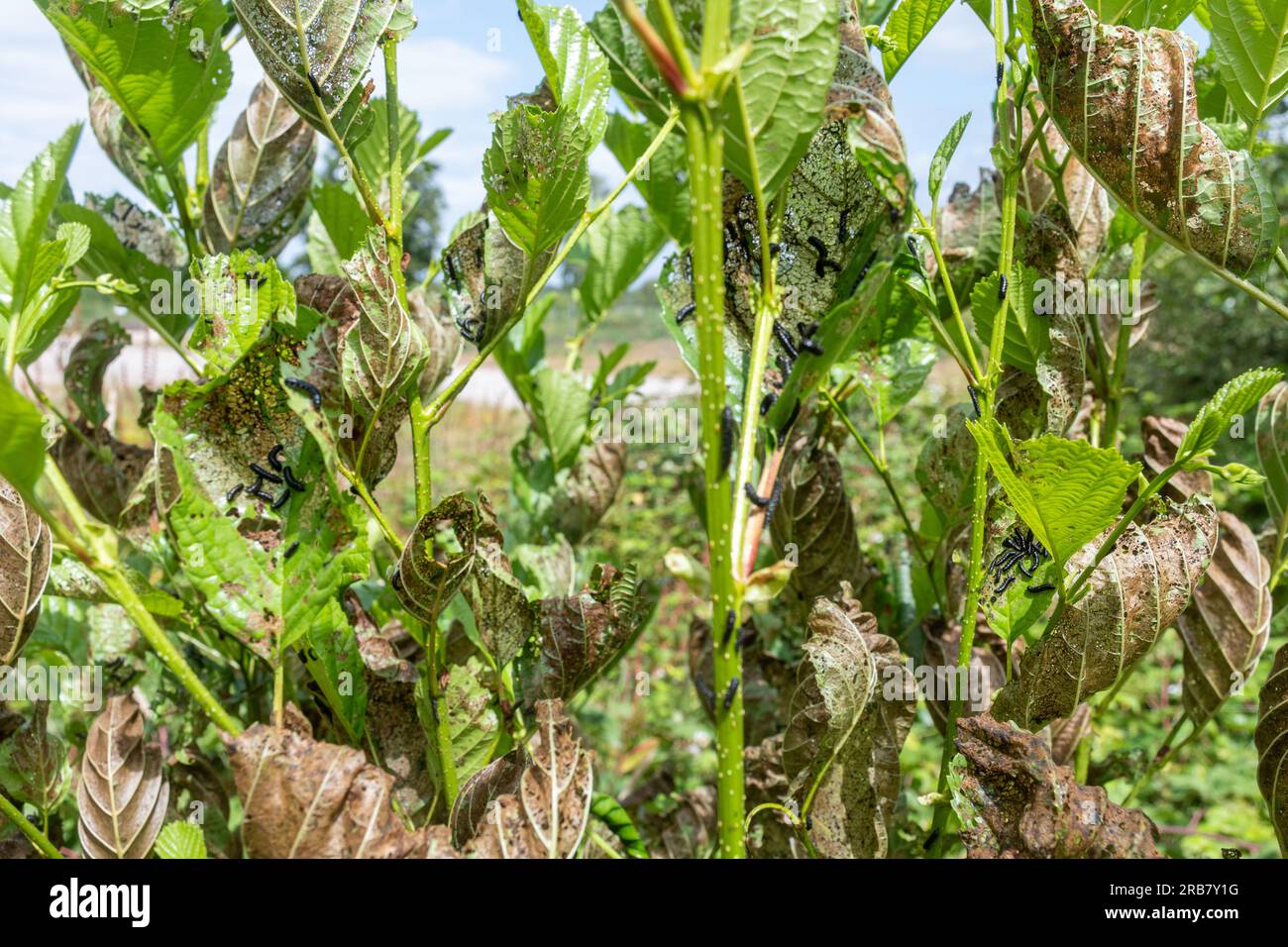 Skeletonized damaged leaves of alder tree caused by alder leaf beetle ...