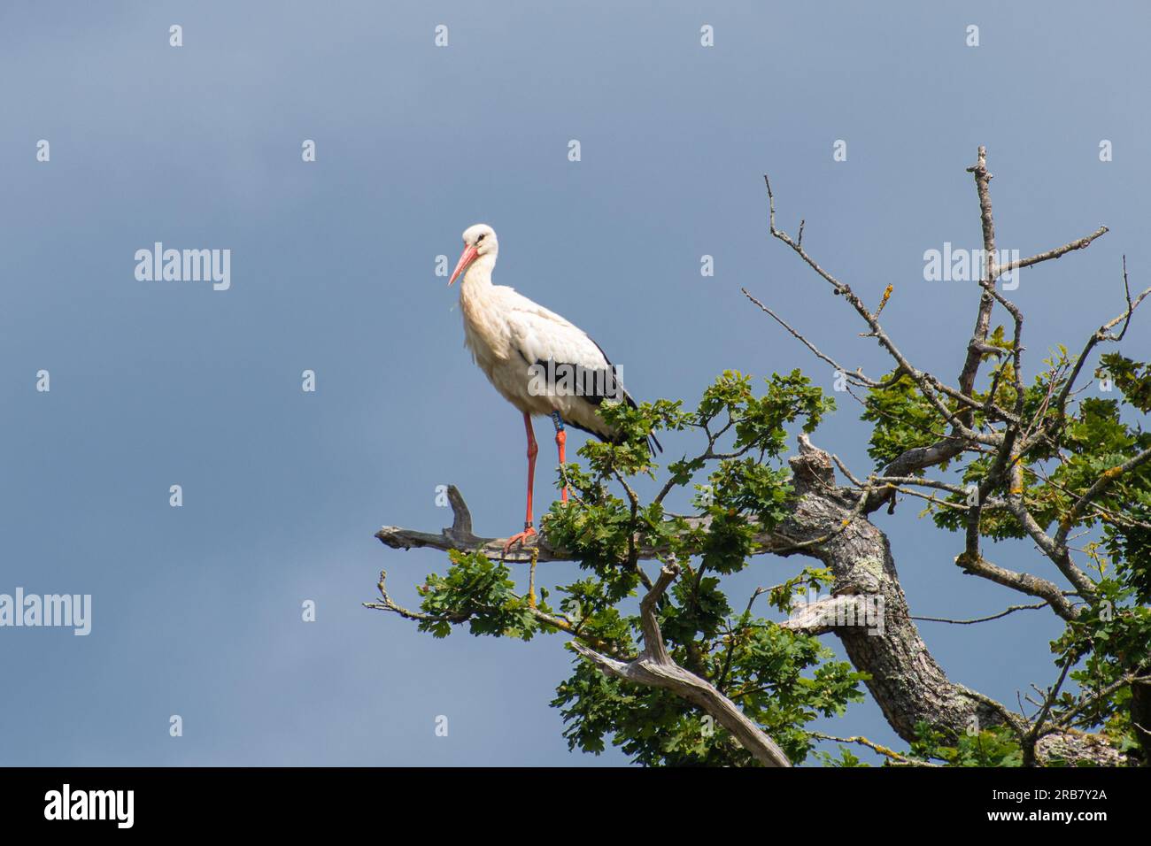 White stork (Ciconia ciconia) at the Knepp Estate wildland, part of an ...
