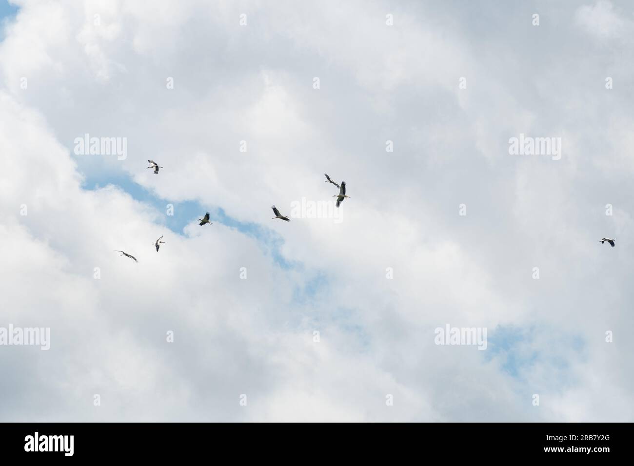 White storks (Ciconia ciconia) at the Knepp Estate wildland, part of an ...