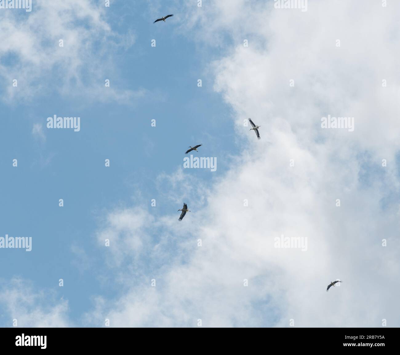 White storks (Ciconia ciconia) at the Knepp Estate wildland, part of an ...