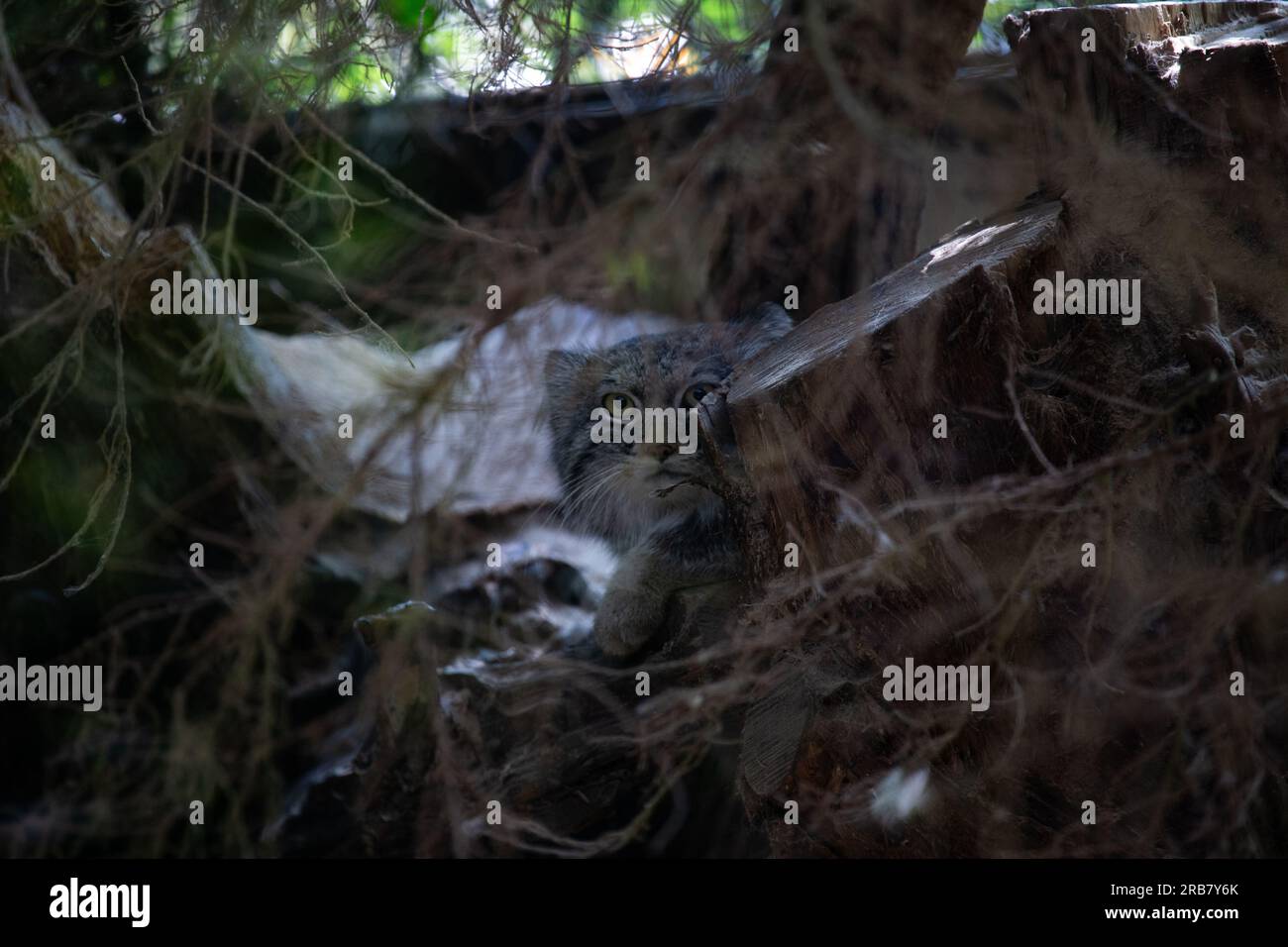 This photo shows a manul cat that lives in a wildlife park. The manul ...