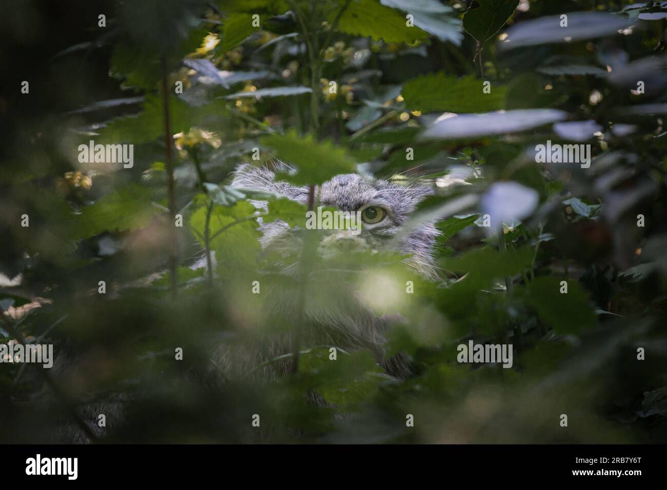 This photo shows a manul cat that lives in a wildlife park. The manul ...