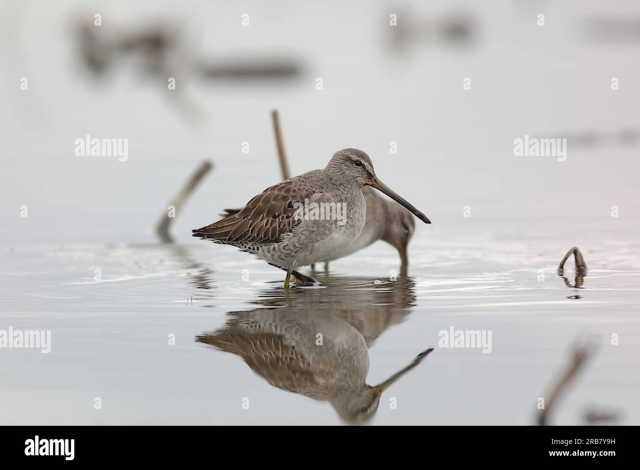 The long-billed dowitcher (Limnodromus scolopaceus) is a medium-sized ...