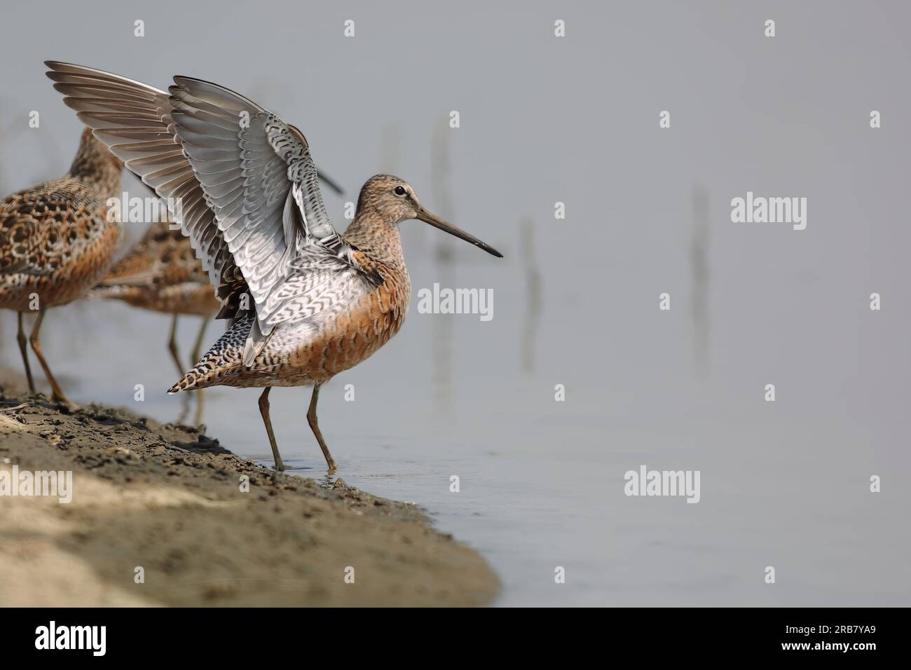 The long-billed dowitcher (Limnodromus scolopaceus) is a medium-sized ...