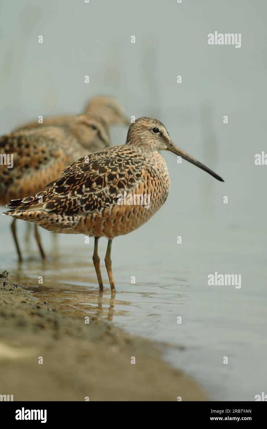 The long-billed dowitcher (Limnodromus scolopaceus) is a medium-sized ...