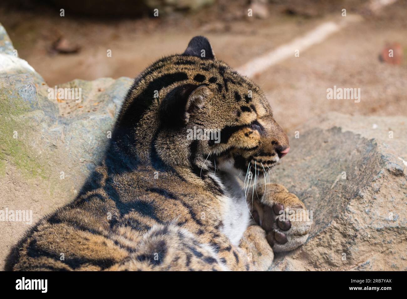This photo shows a clouded leopard adult that lives in a wildlife park ...