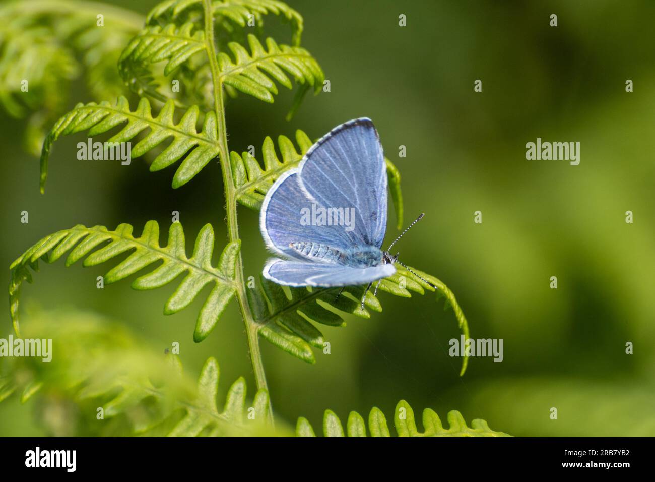 Holly blue butterfly (Celastrina argiolus) on bracken in Surrey ...