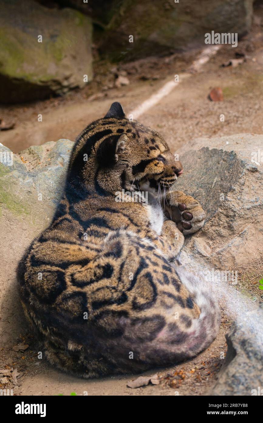 This photo shows a clouded leopard adult that lives in a wildlife park ...