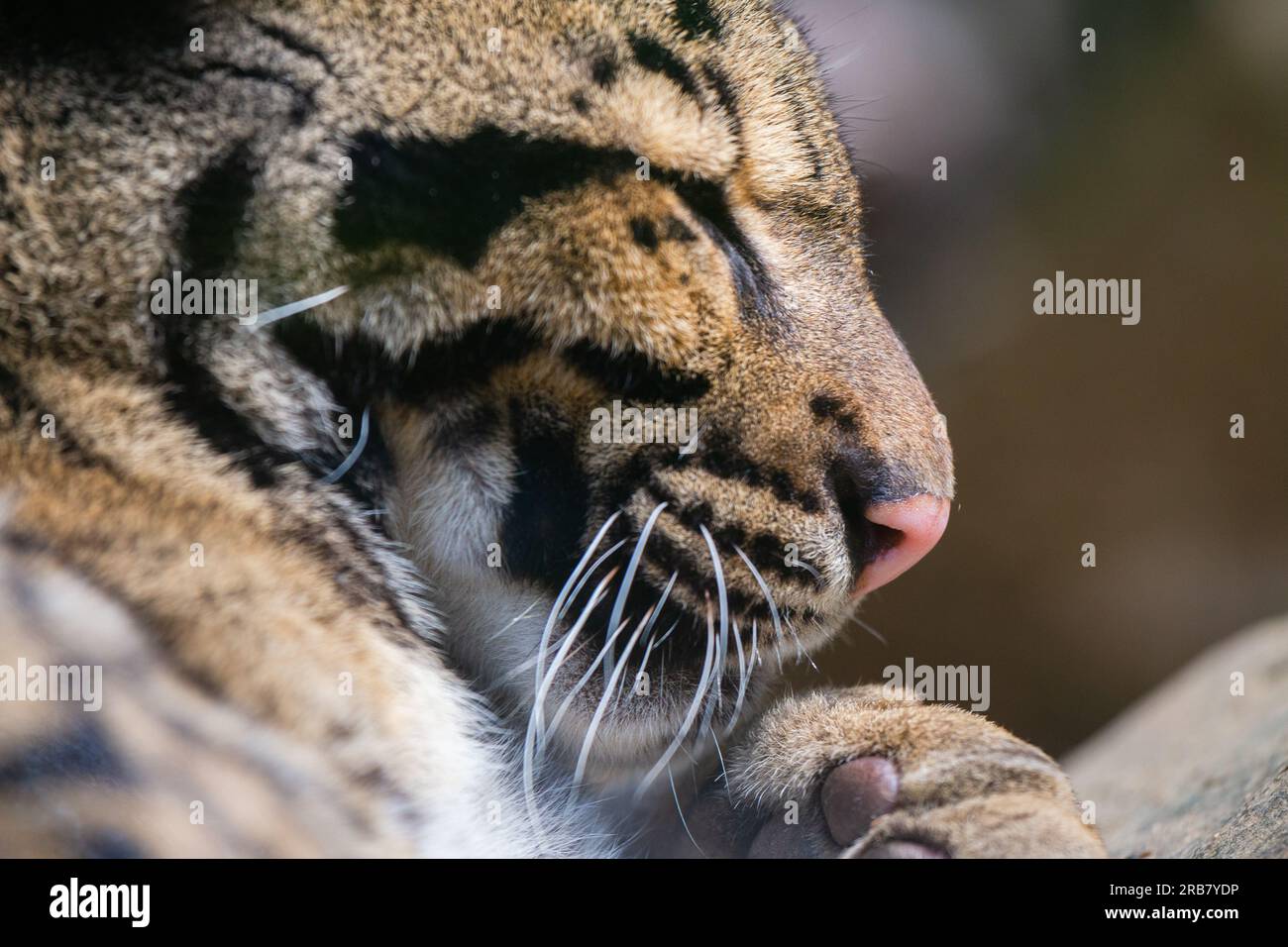 This photo shows a clouded leopard adult that lives in a wildlife park ...