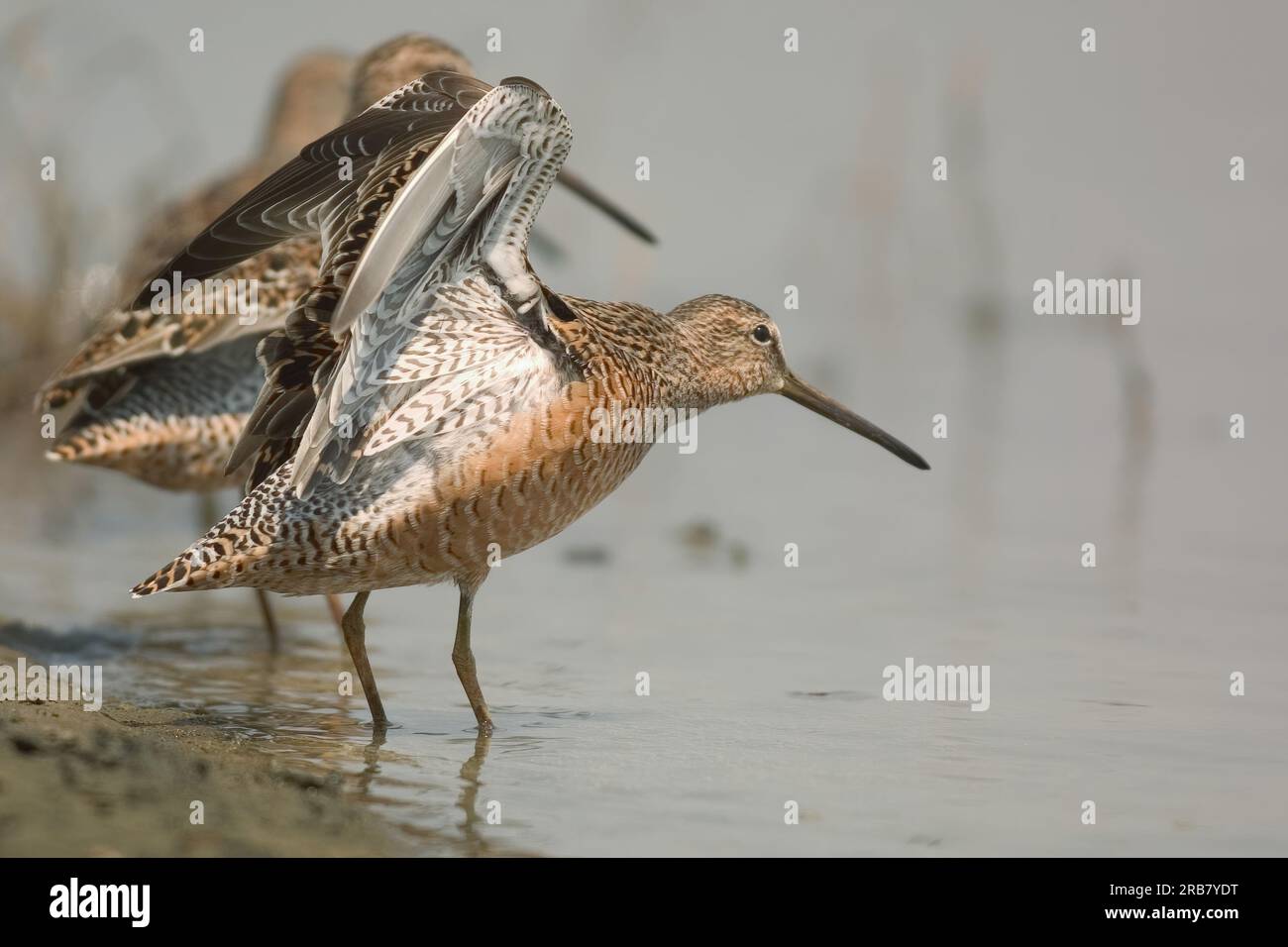The long-billed dowitcher (Limnodromus scolopaceus) is a medium-sized ...