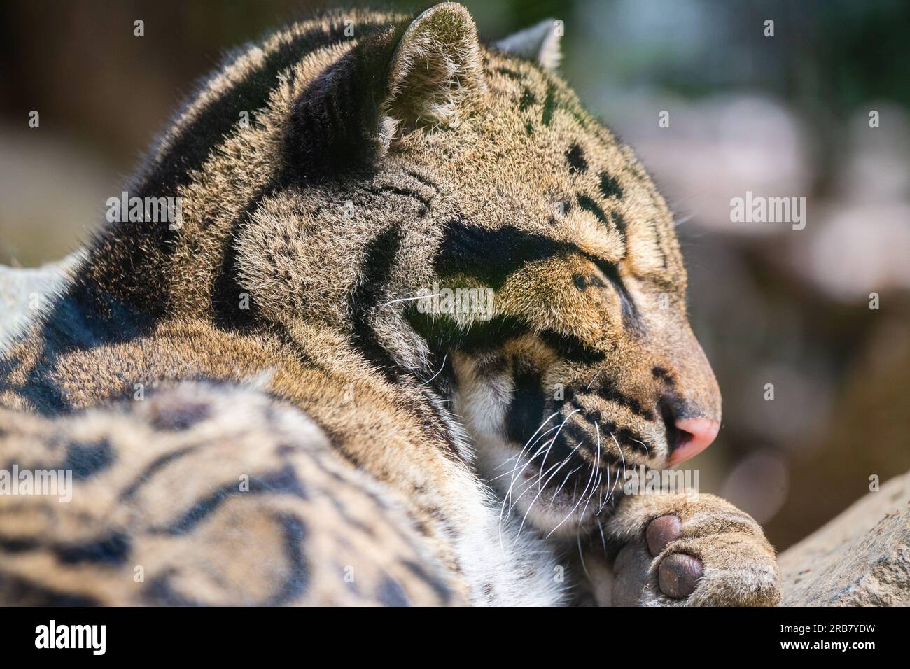 This photo shows a clouded leopard adult that lives in a wildlife park ...