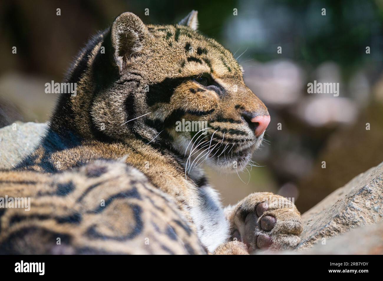 This photo shows a clouded leopard adult that lives in a wildlife park ...
