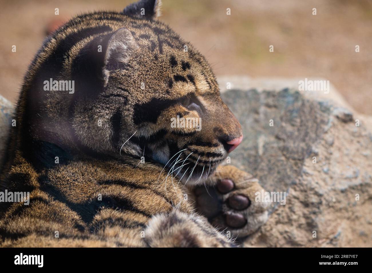 This photo shows a clouded leopard adult that lives in a wildlife park ...
