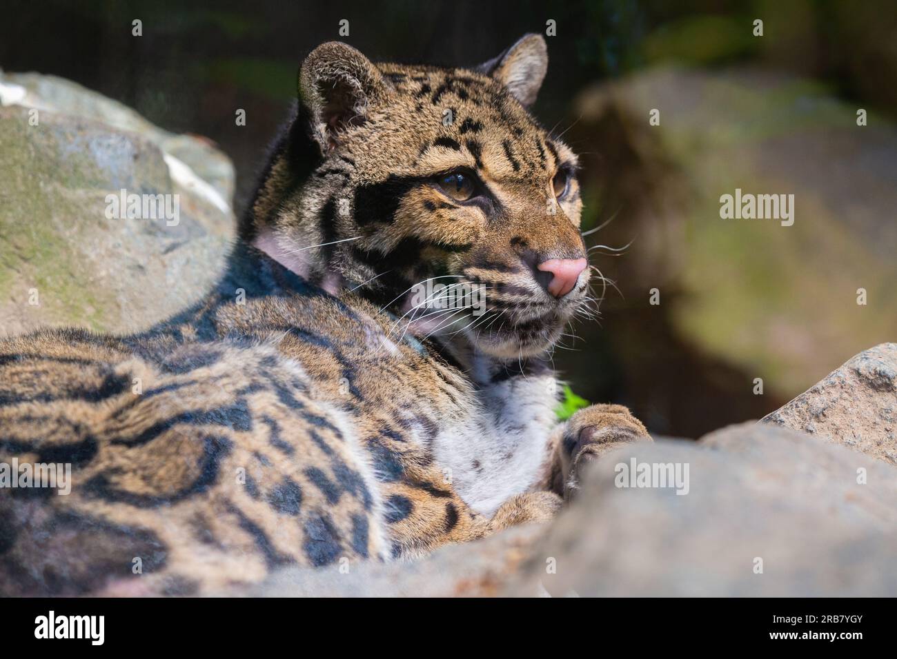This photo shows a clouded leopard adult that lives in a wildlife park ...