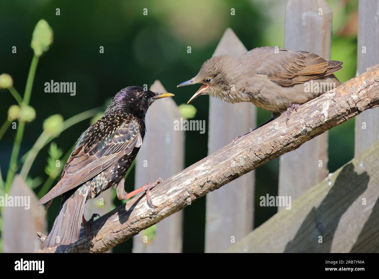 Gemeiner Star / Common starling / Sturnus vulgaris Stock Photo - Alamy