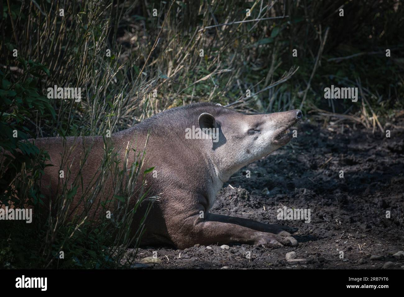 Tapir mating hi-res stock photography and images - Alamy