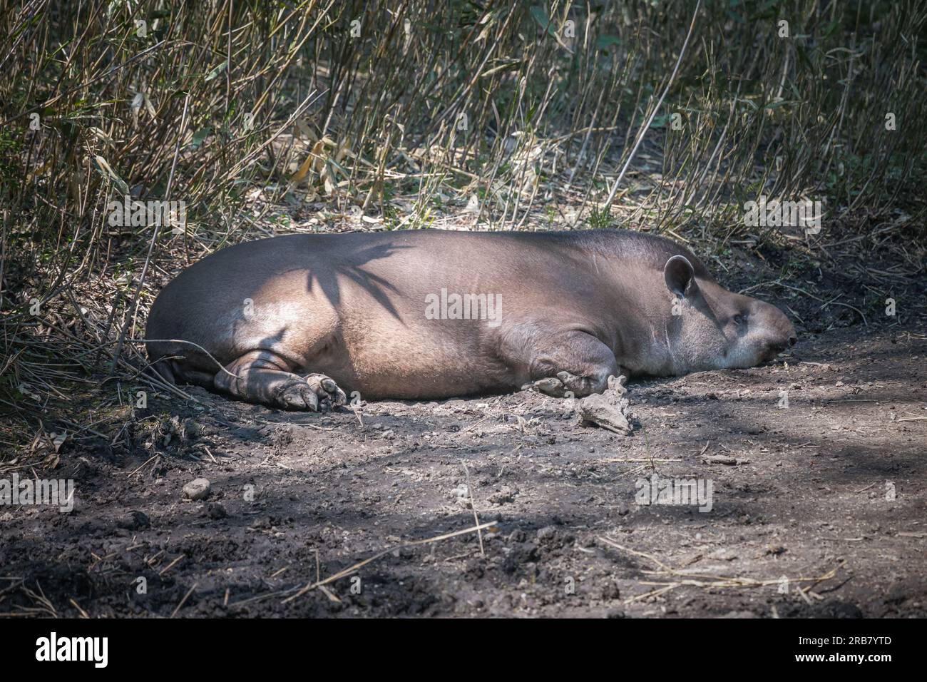 Tapir mating hi-res stock photography and images - Alamy