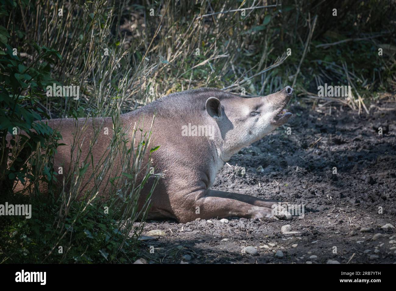 Tapir mating hi-res stock photography and images - Alamy