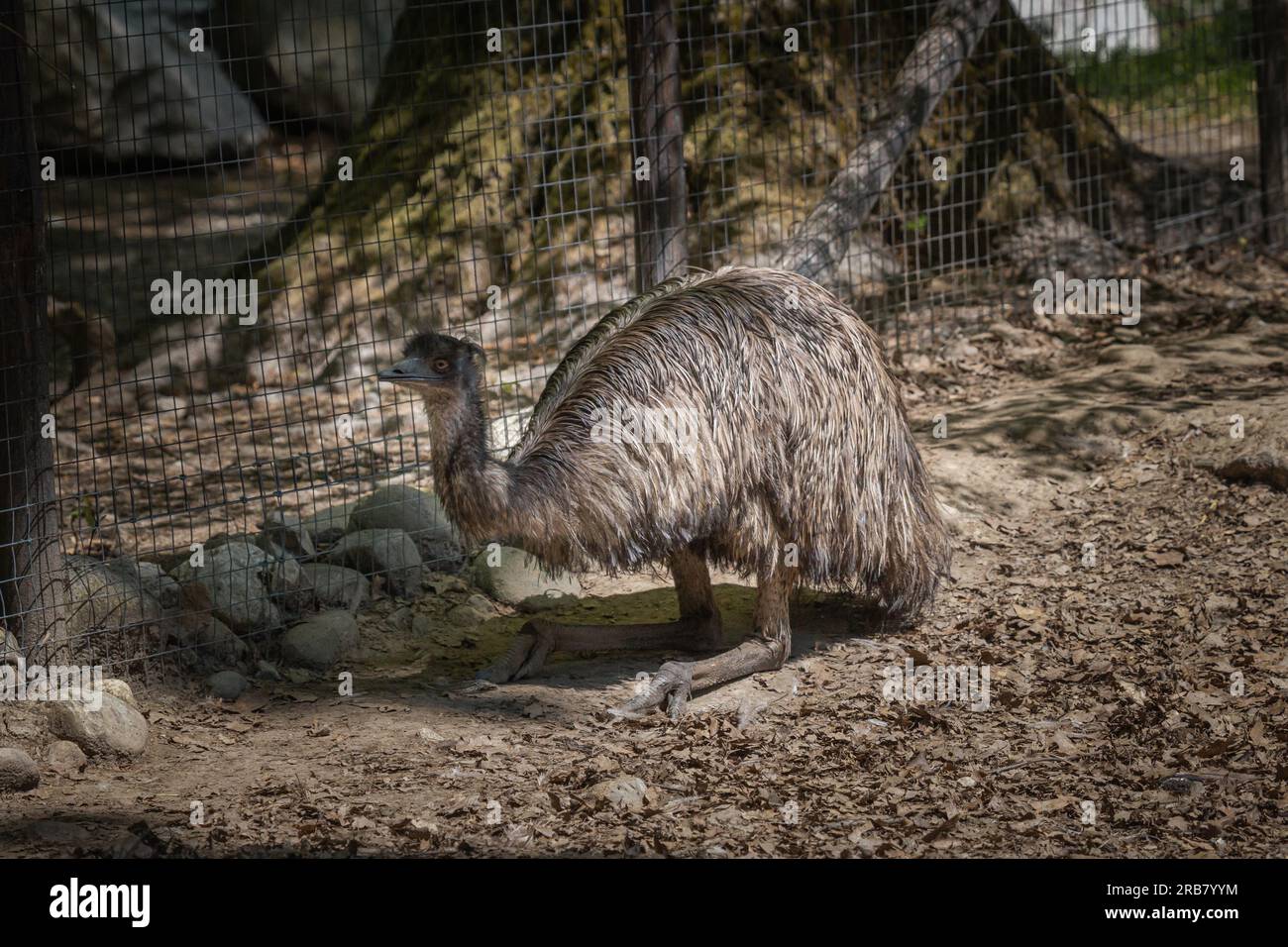 This photo shows an emu that lives in a wildlife park. The emu is a ...