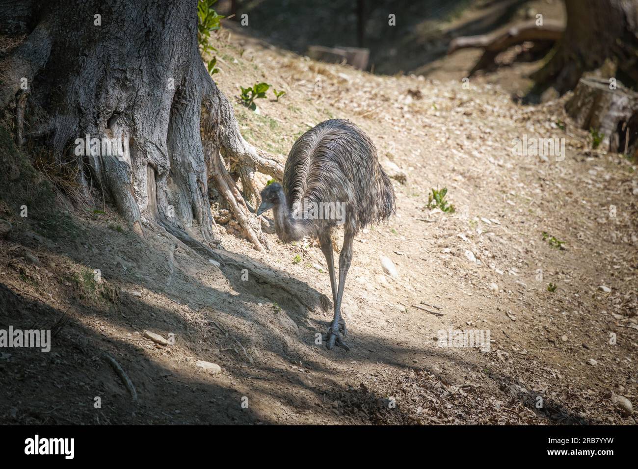 This photo shows an emu that lives in a wildlife park. The emu is a ...