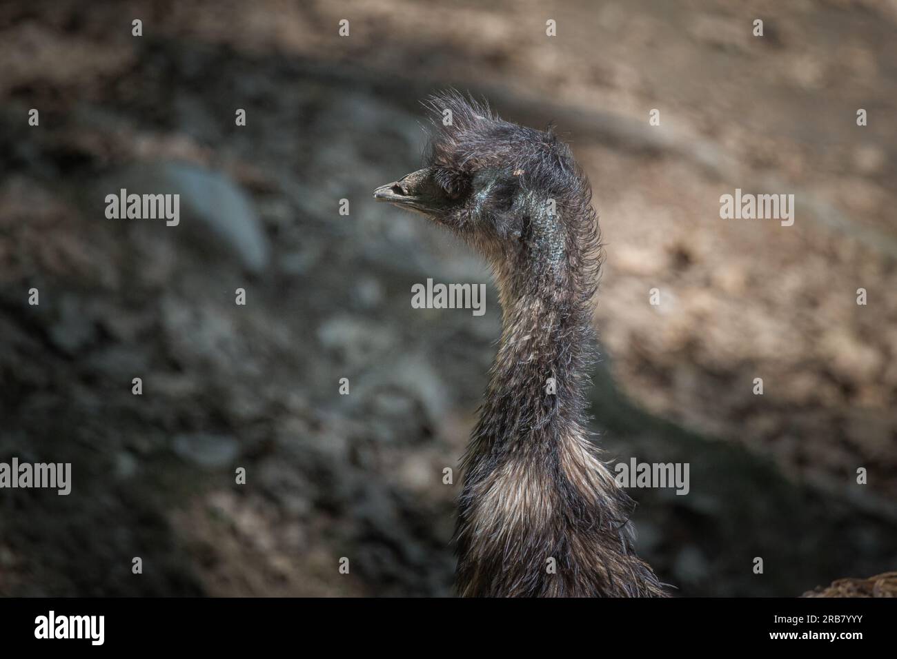 This photo shows an emu that lives in a wildlife park. The emu is a ...
